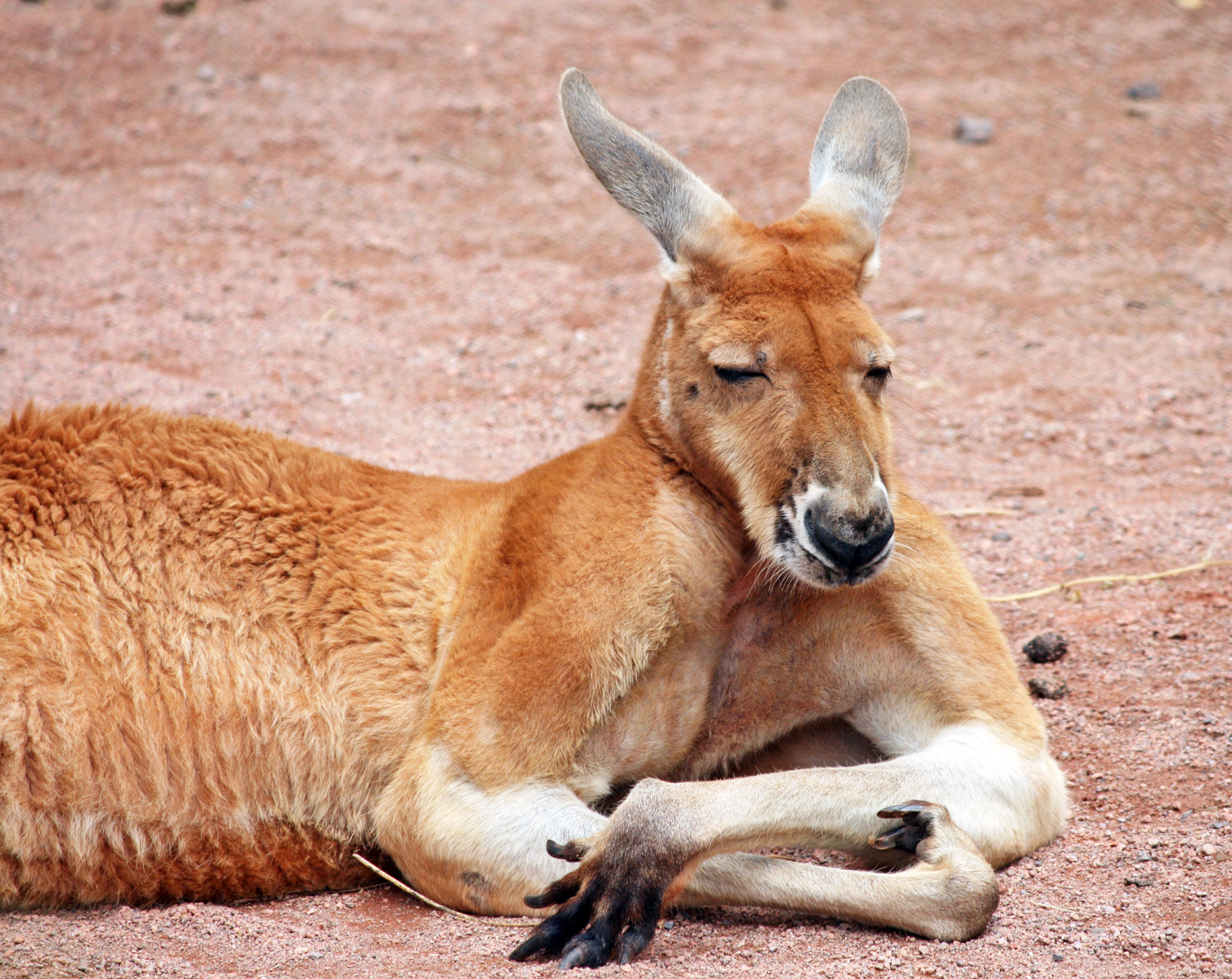 Meet the largest animals on Earth