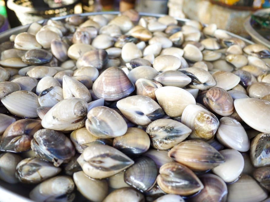 Got Leftover Shells? Here's How To Recycle Them In Ocean City