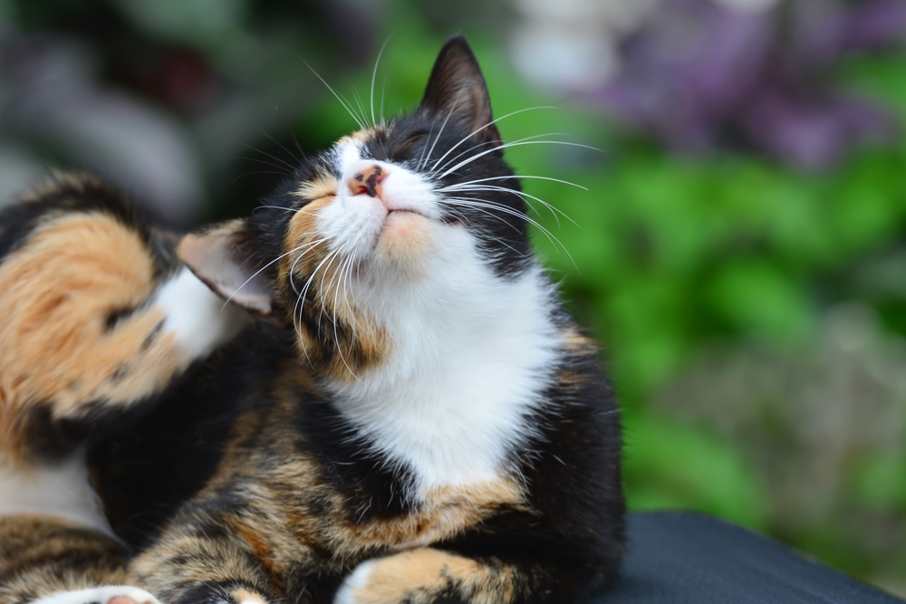 Demodex Mites in Cats (Feline Demodicosis)