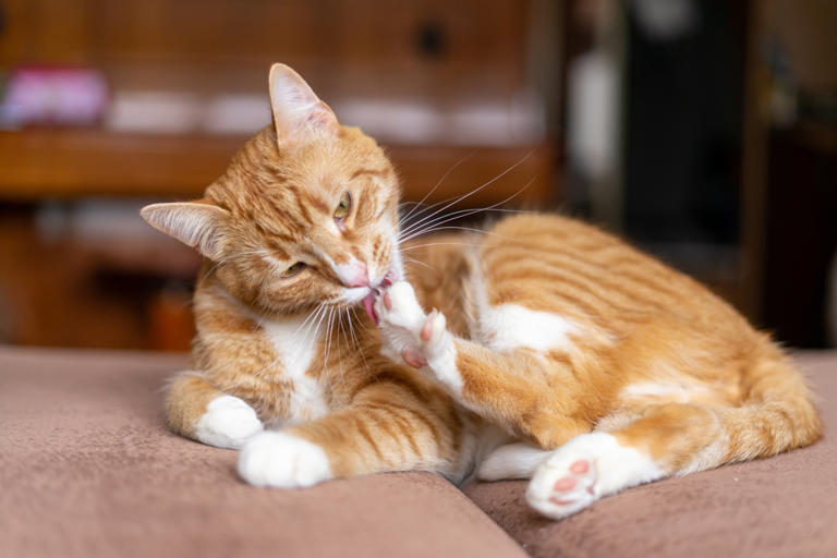 Scabs on Cats: Types and Common Causes