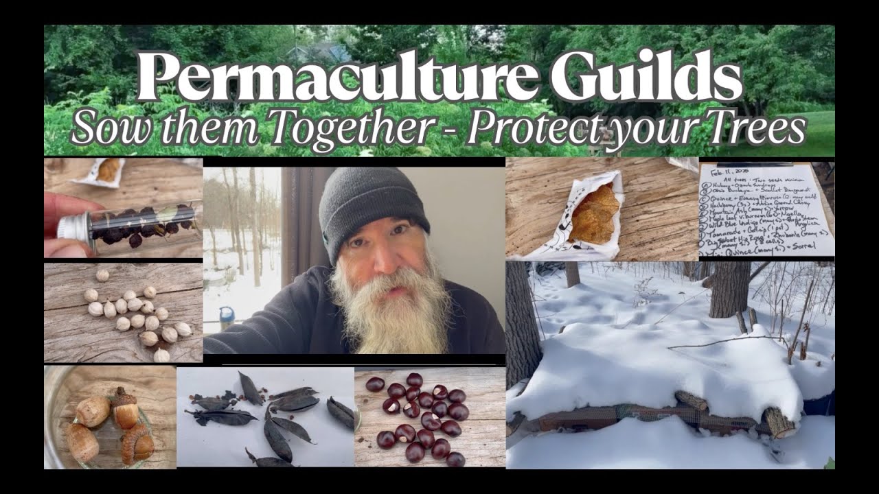 Permaculture Guilds - Sow Them Together To Protect Your Young Trees ...
