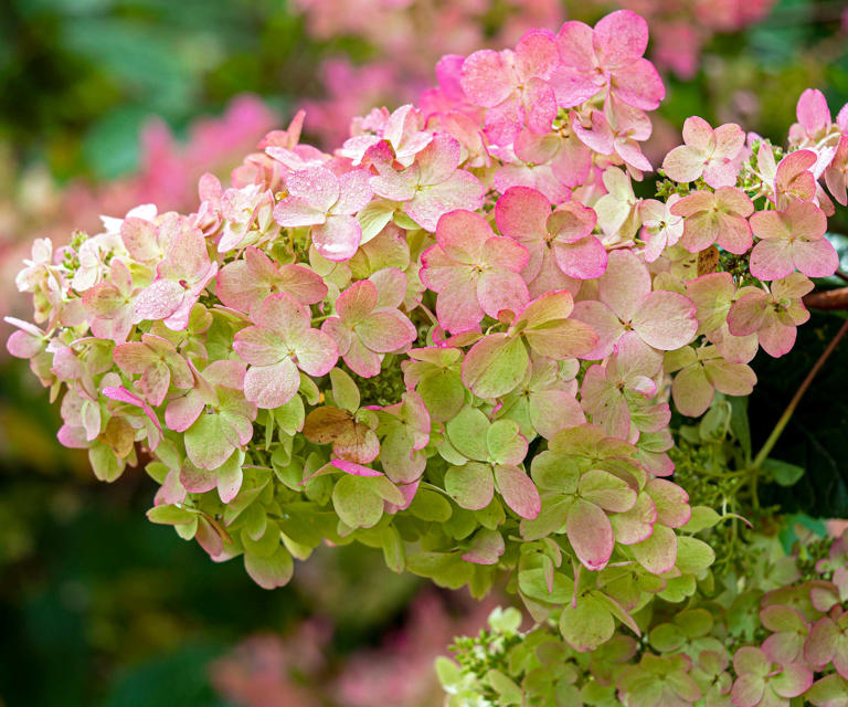 5 places you should never plant hydrangeas – to get the best from these ...
