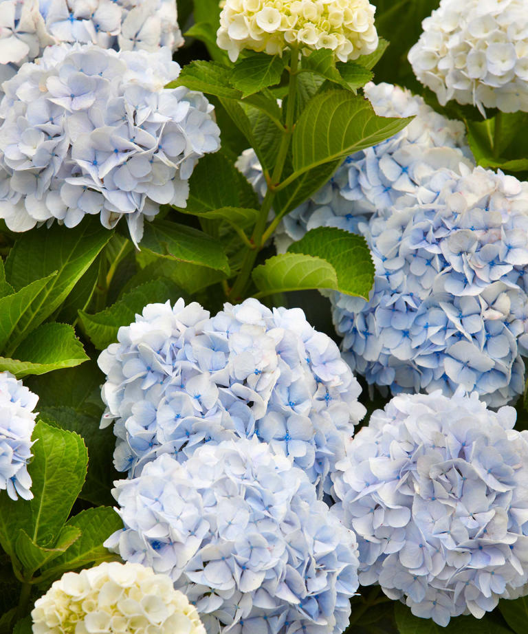 5 places you should never plant hydrangeas – to get the best from these ...
