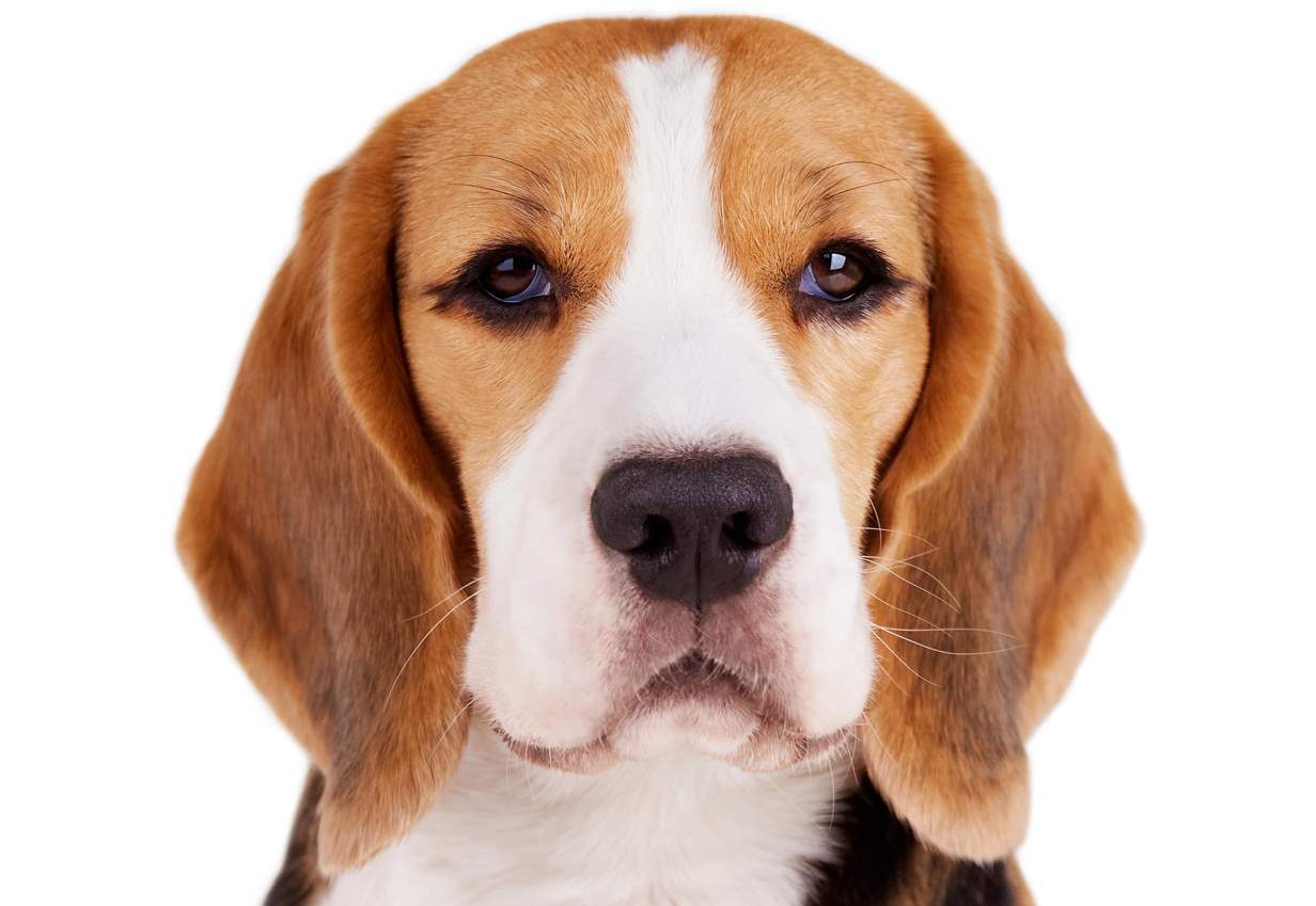 Le razze di cani che vivono di più