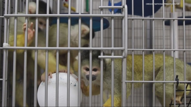 'Stop testing on monkeys': Animal activists target OHSU primate ...