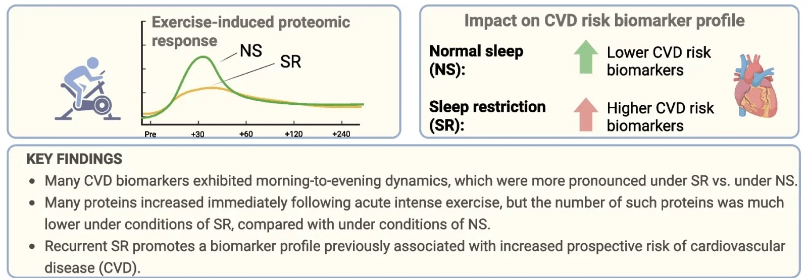 Lack of sleep can increase the risk of cardiovascular disease