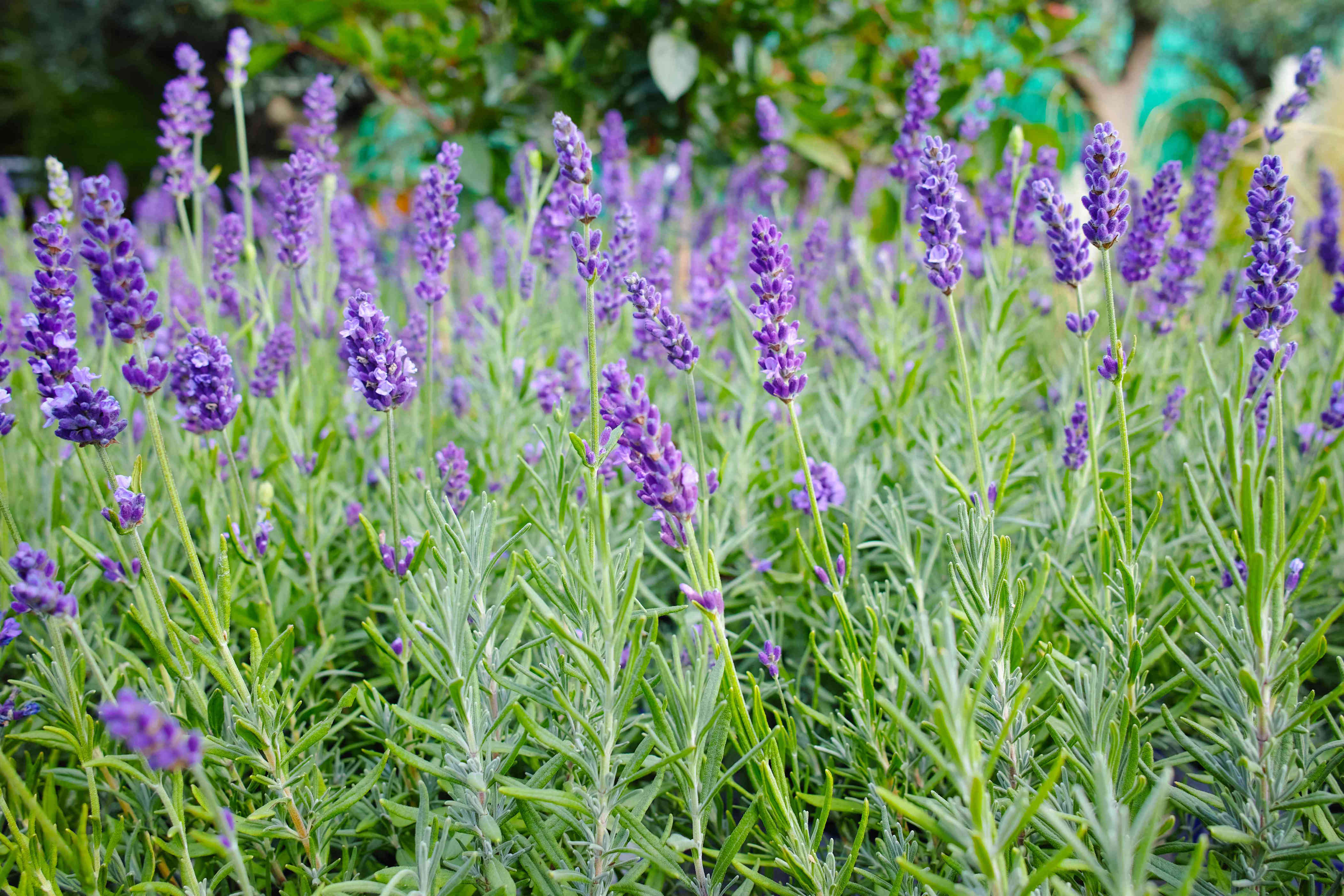 Can Lavender Actually Help Repel Bugs? An Expert Explains