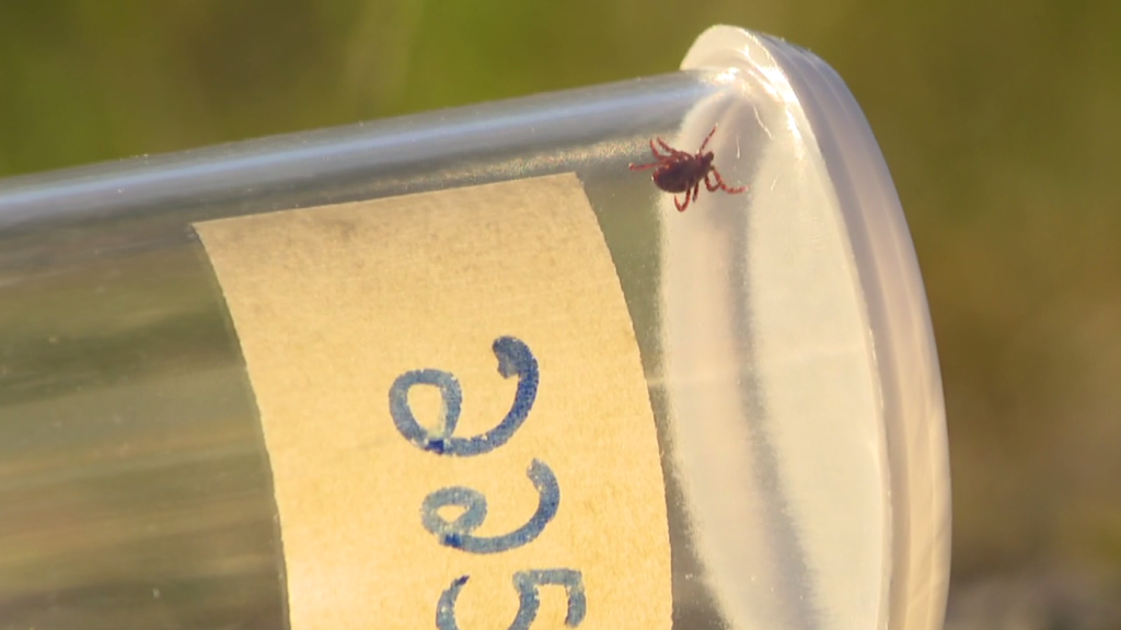 Chicago area experts warn of more ticks around this year