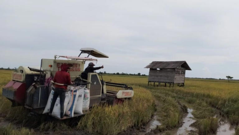 Serap 4.473 Ton Gabah Petani di PPU hingga Mei 2025, Bulog Gelontorkan Rp 28 Miliar