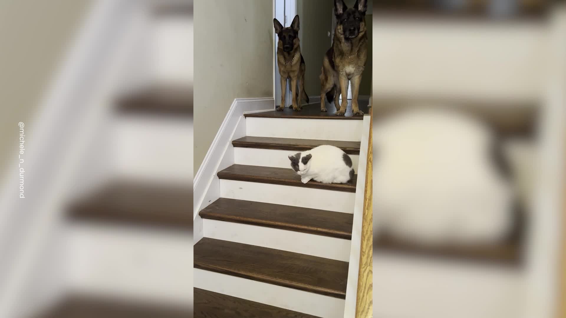 The Ultimate Compilation of Pets Who Are Truly Scaredy Cats