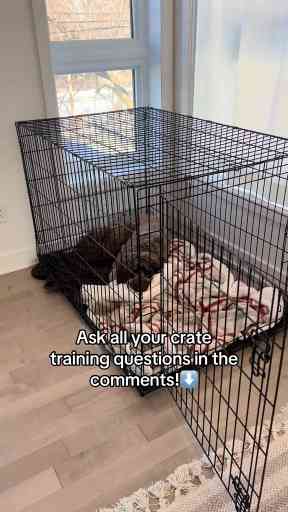 Crate Training Q&A — Honest Advice from a Fellow Dog Owner