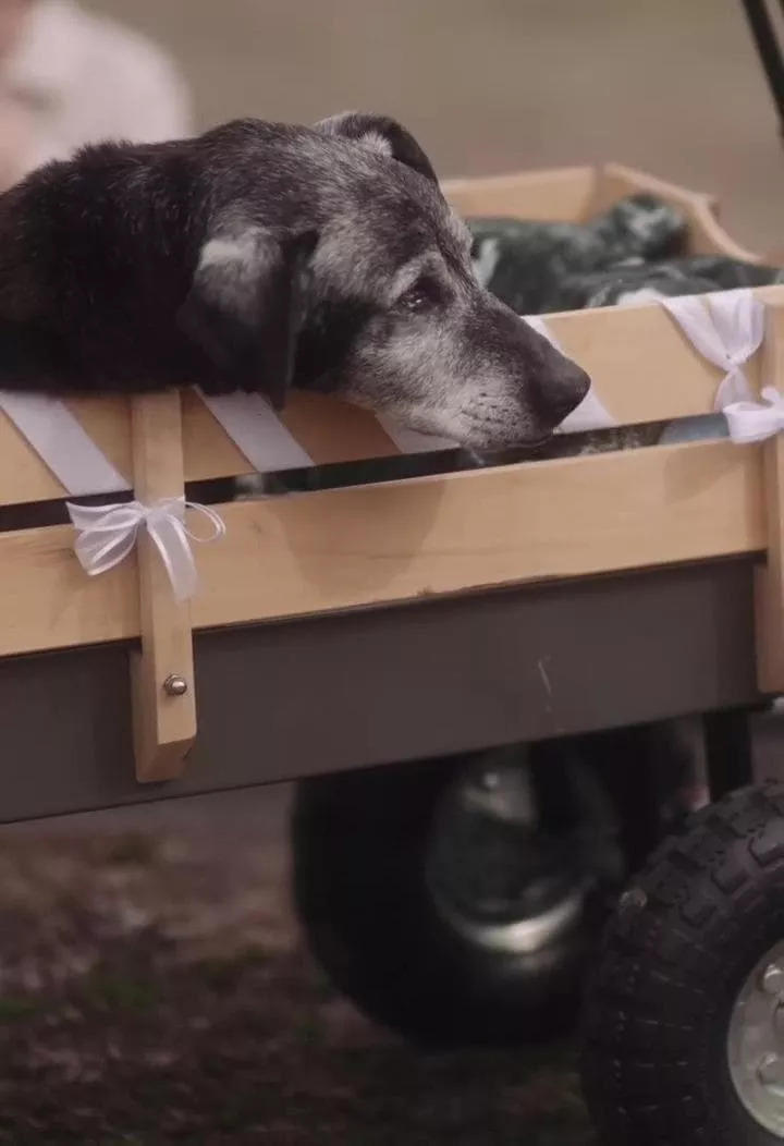 Jack ha aspettato il matrimonio dei suoi umani… e poi se n’è andato. Ma ...