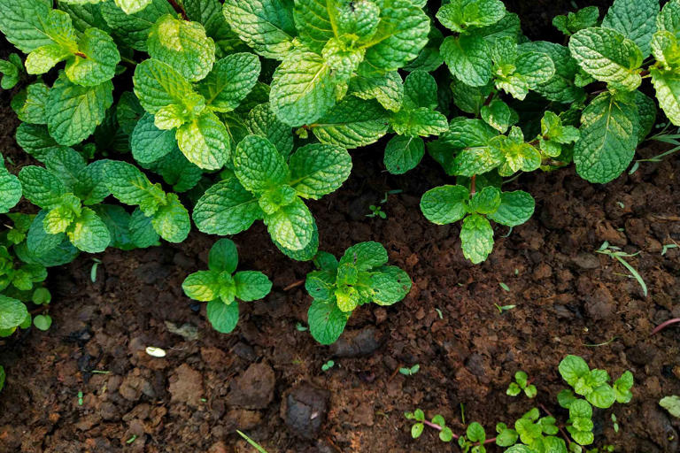 Gardeners say you should never grow mint in your garden—here's why