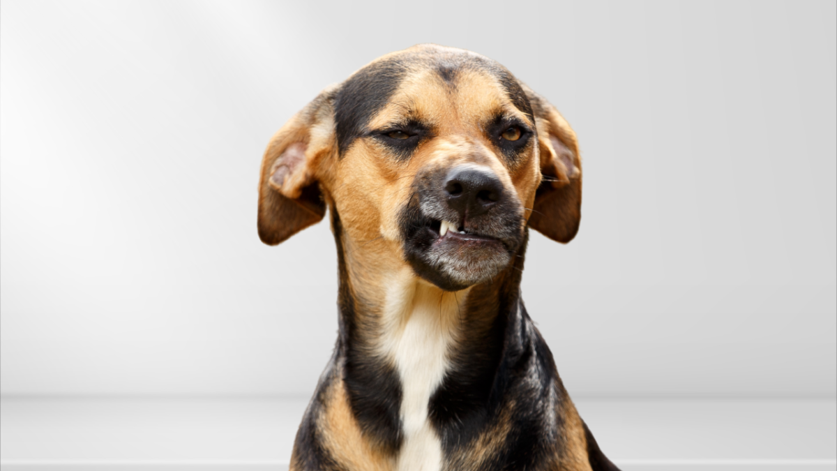 12 Things That Drive Dogs Up the Wall—And You Probably Thought Were Fine