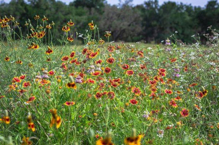 Gardening expert says there's one type of flower that will grow in full ...