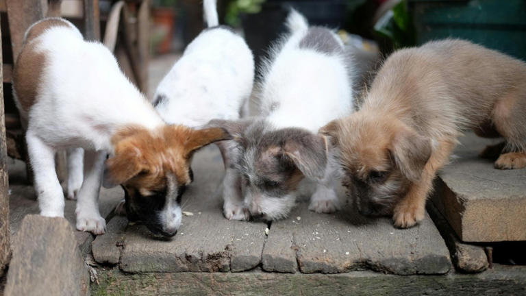 Brainy Best Friends: Exploring the World's 20 Smartest Dog Breeds