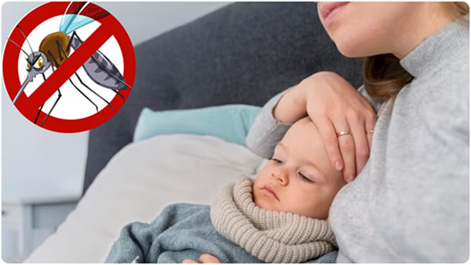 It is important to know: Which organs are most affected by dengue ...