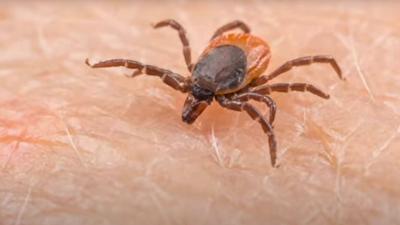 CDC issues updated tick removal guidance as tick season begins in Georgia