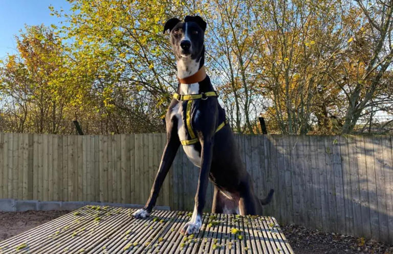 15 adorable dogs hoping to find their forever homes in Derby and ...