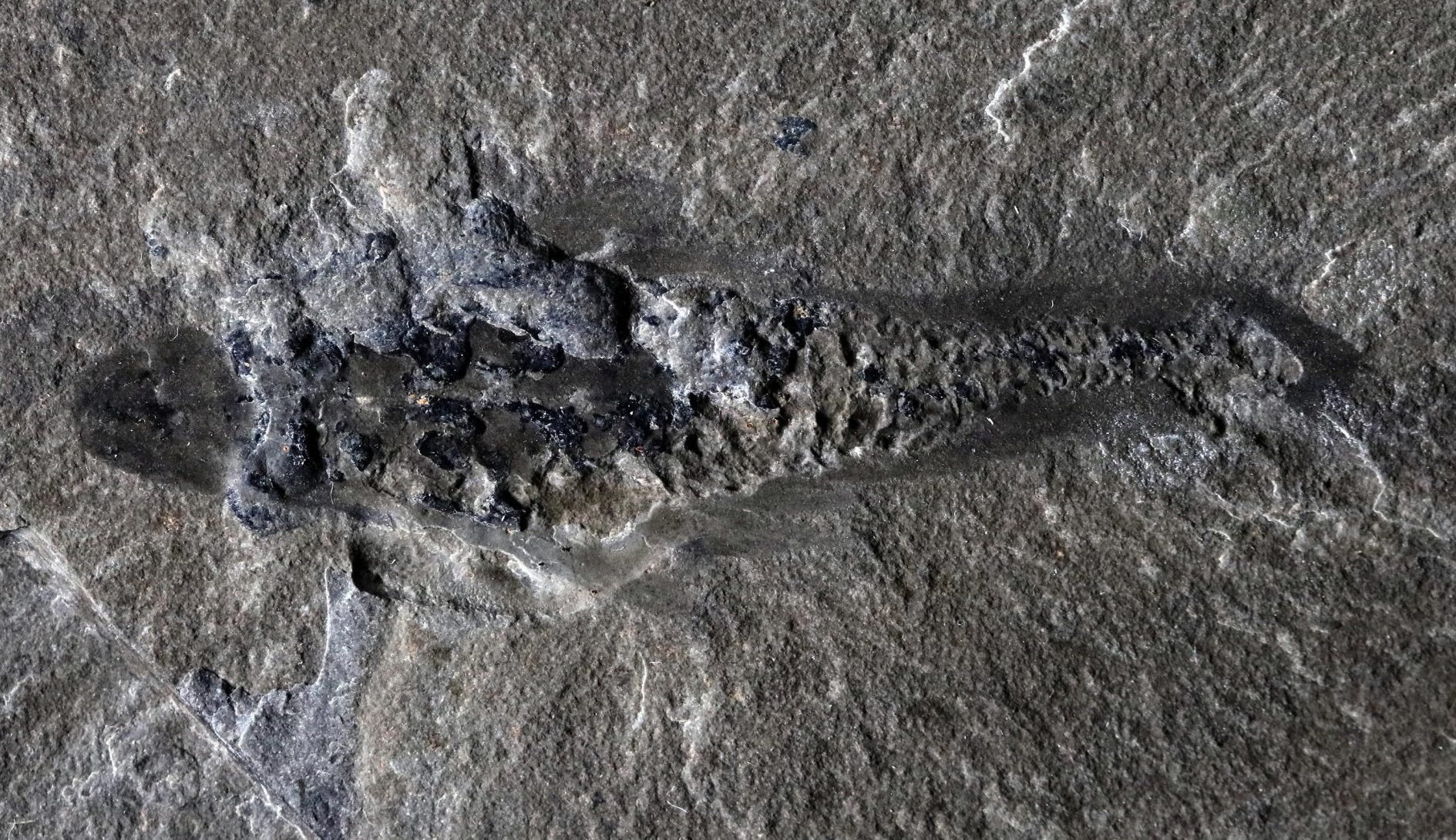 Une créature aux allures d’alien vieille de 506 millions d’années ...