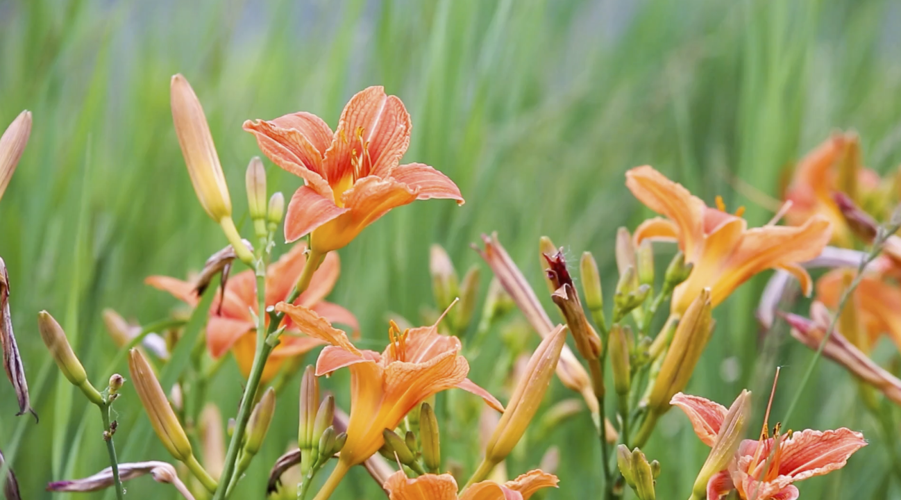 10 Perennials That Spread Fast and Fill Empty Garden Spaces 10 Perennials That Spread Fast and Fill Empty Garden Spaces