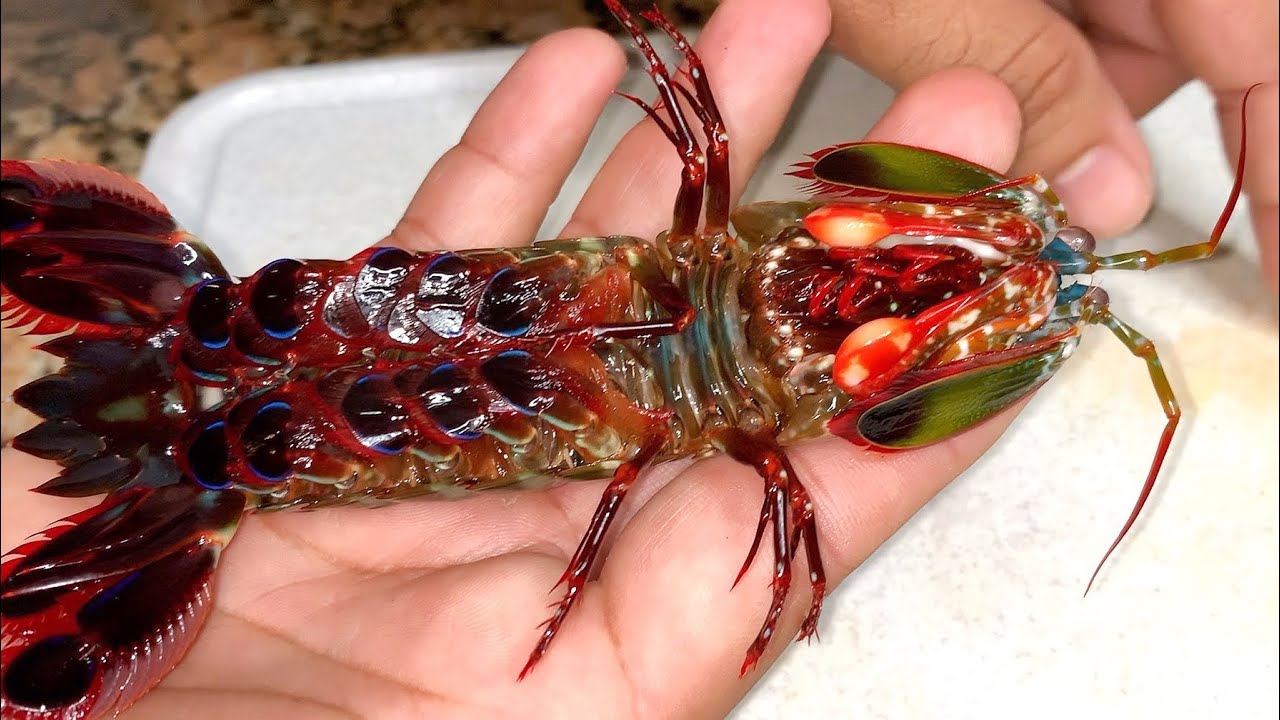 The ultimate mantis shrimp catch and cook experience
