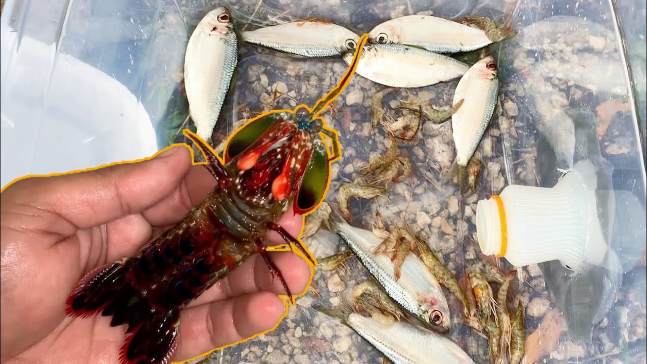 Building a simple saltwater fish trap: Unexpected catch