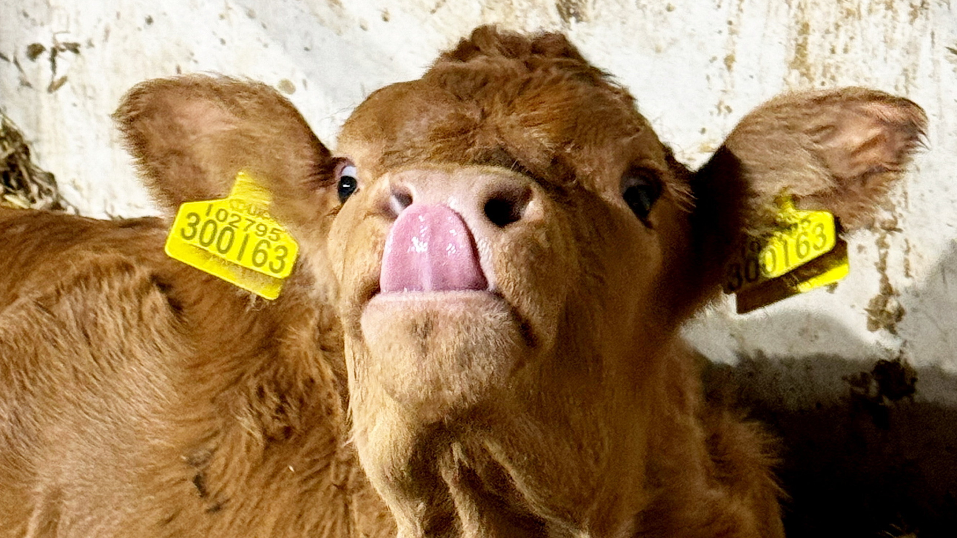 Woman has 18 pet cows - and loves to cuddle her TWO TONNE bull