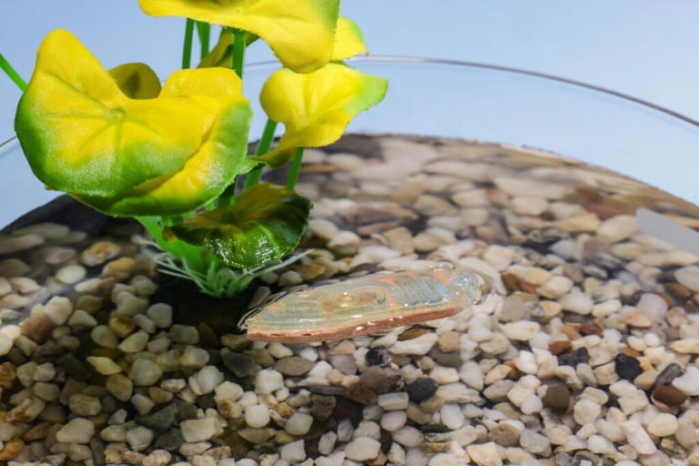 Researchers develop edible robot designed to be eaten after use