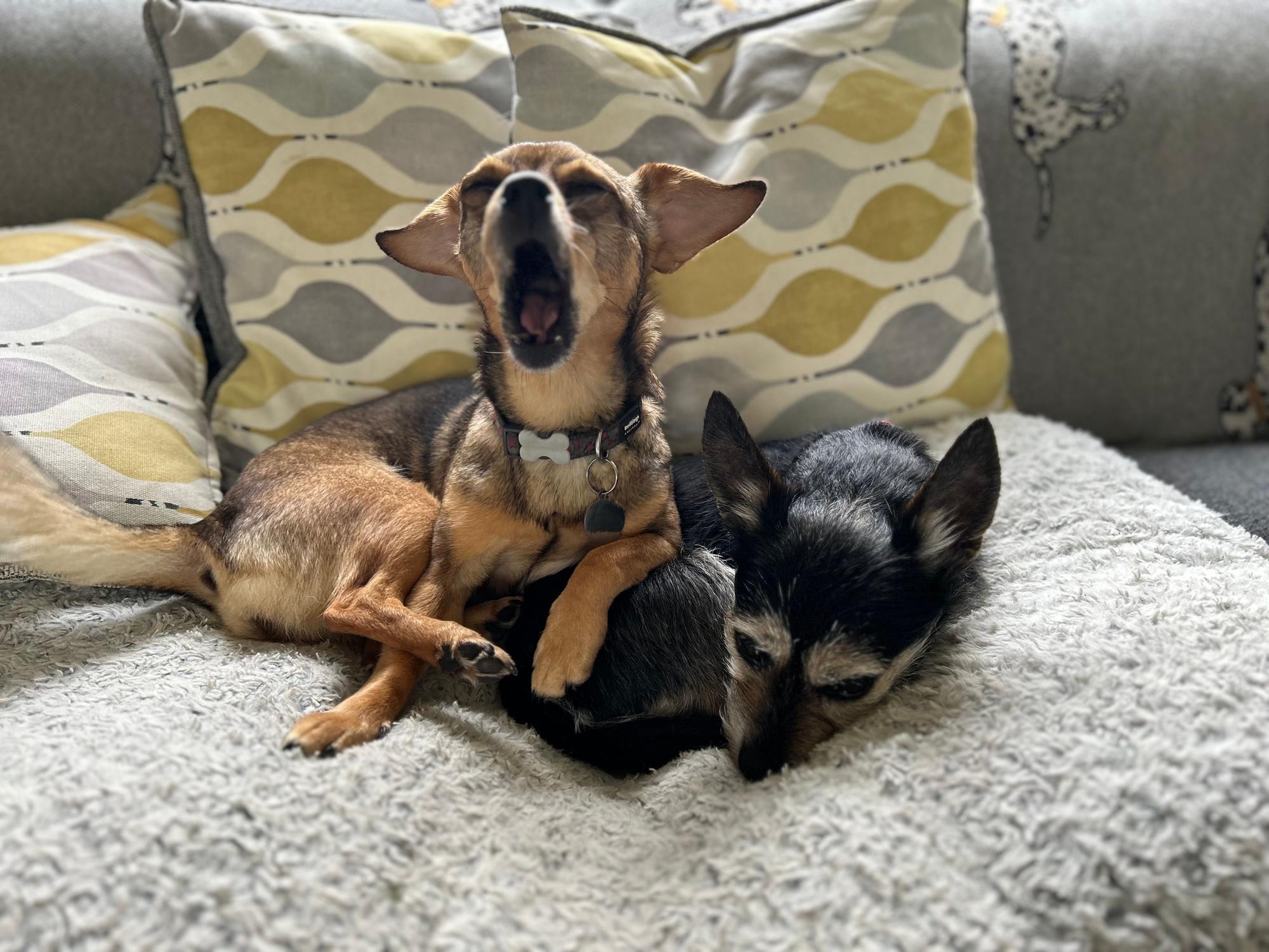 I'm a dog expert, and here's how Harrogate dog owners can unlock the ...