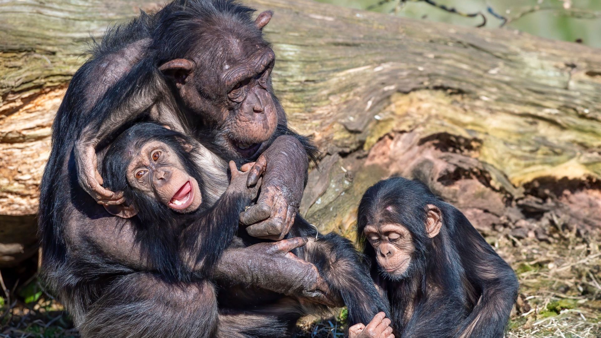 Schimpansen: Babys haben stabilere Mutter-Kind-Beziehungen
