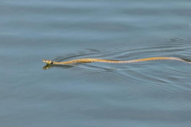 The 'adaptable' snake that is the UK's longest and can swim underwater