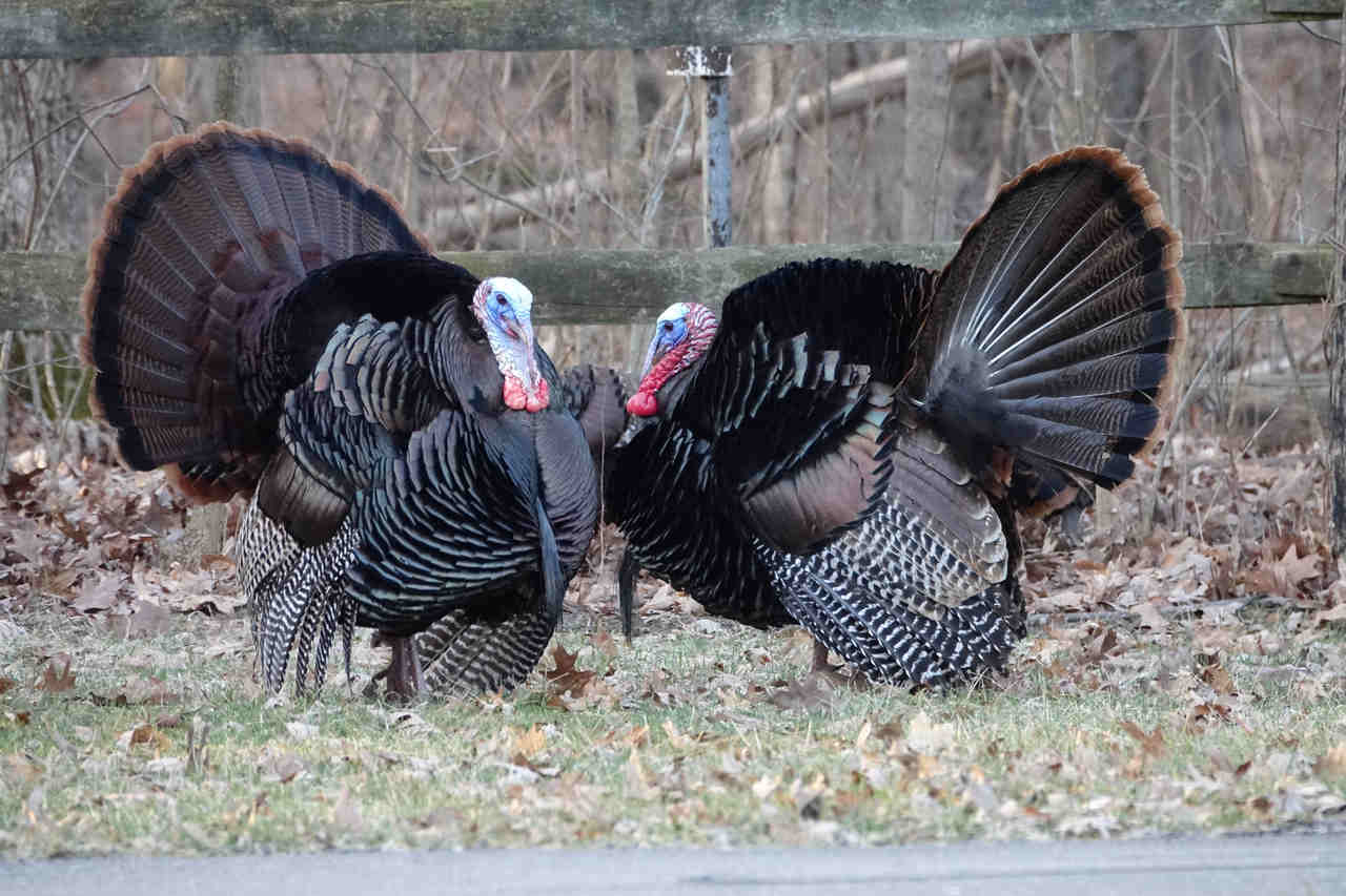 Ohio's spring wild turkey season harvest numbers strong with a few days ...