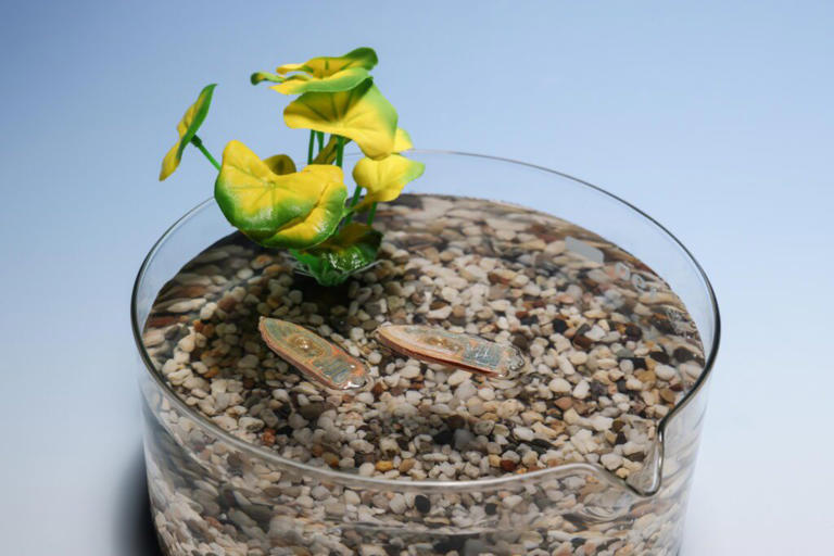 Researchers develop edible robot designed to be eaten after use