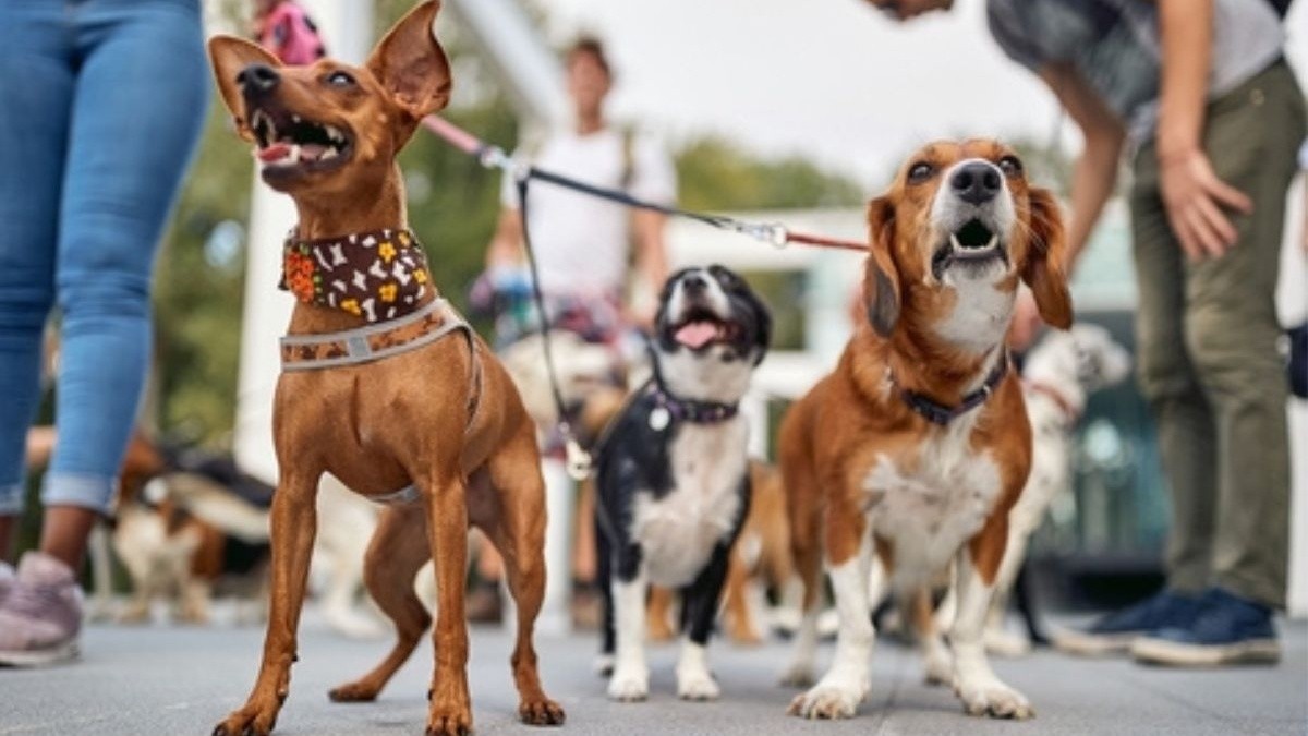 Tail-Wagging Happiness: 10 Habits That Make Your Dog Feel Loved (and 5 ...