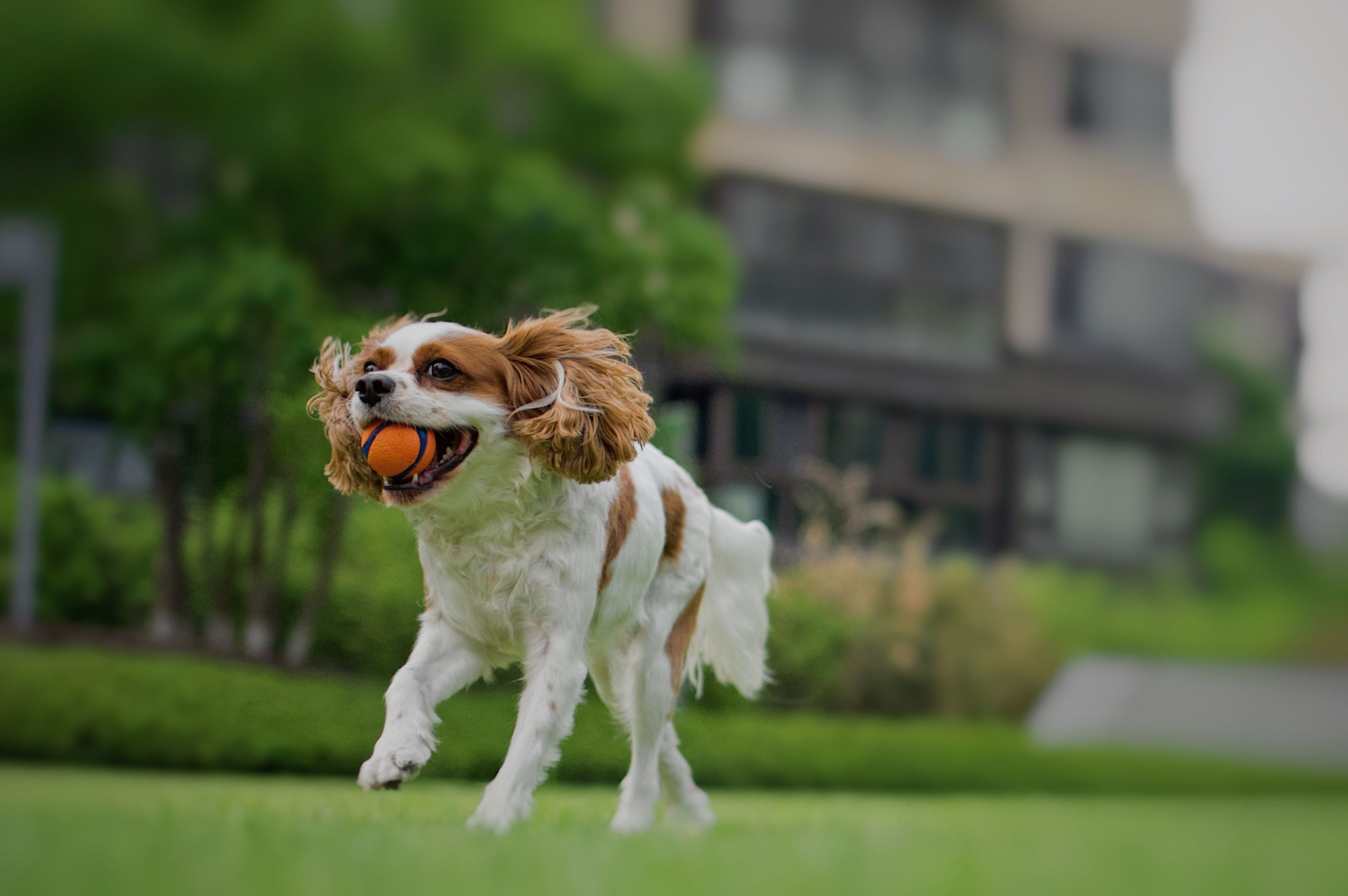 How these dog breeds can help you cope with depression