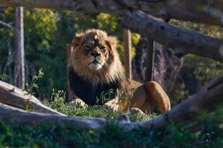 Utah’s Hogle Zoo removes mention of ‘Pride’ from what used to be a ...