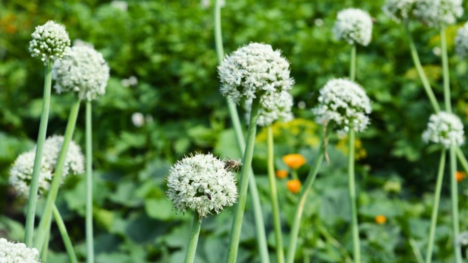 5 Reasons Your Onions Are Bolting and What to Do About It