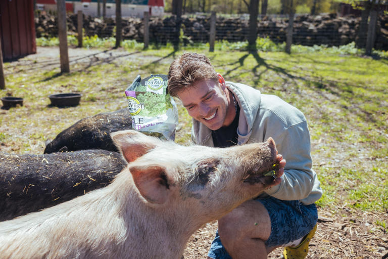Their adopted pig charmed the world. Then their romance crumbled.