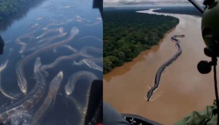 Anacondas In Amazon forest Video: అమెజాన్ అడవుల్లో భారీ కొండ చిలువలు ...