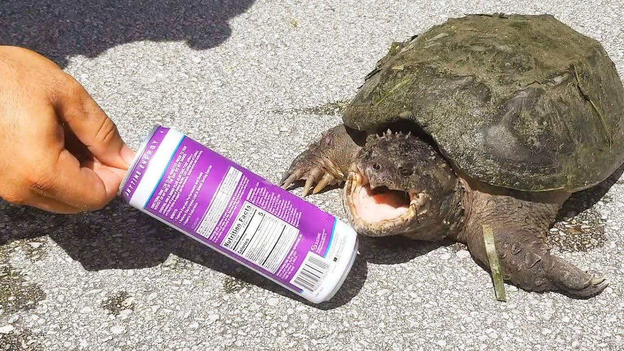 This snapping turtle crushes a soda can like paper