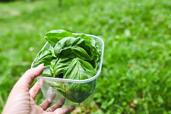 Basil growth can be boosted by simple kitchen leftover hack