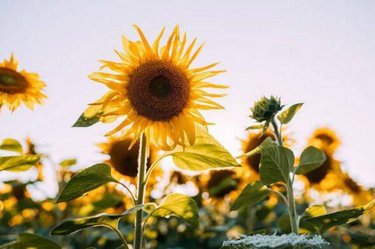 How to properly care for sunflowers to avoid wilting, falling over, or ...