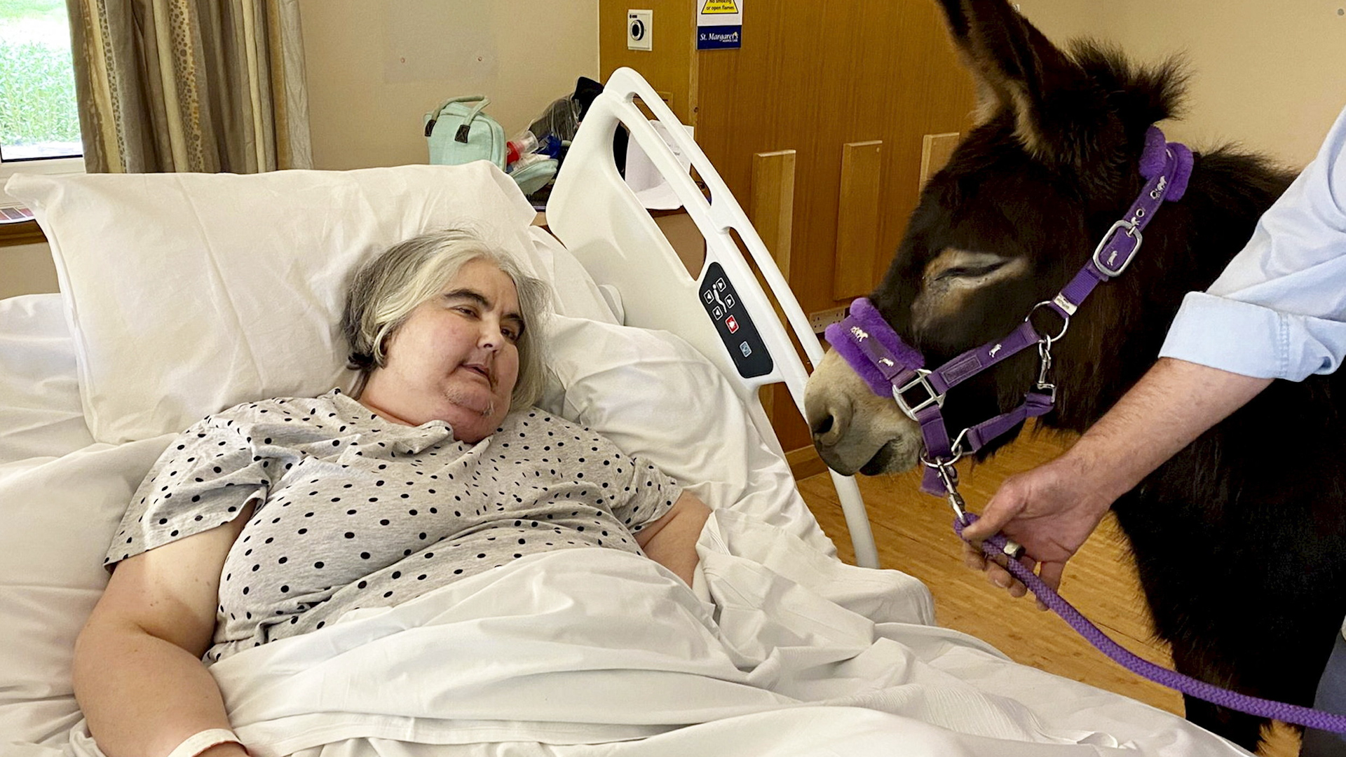 ‘Hollywood’ donkey grants dying hospice patient’s final wish