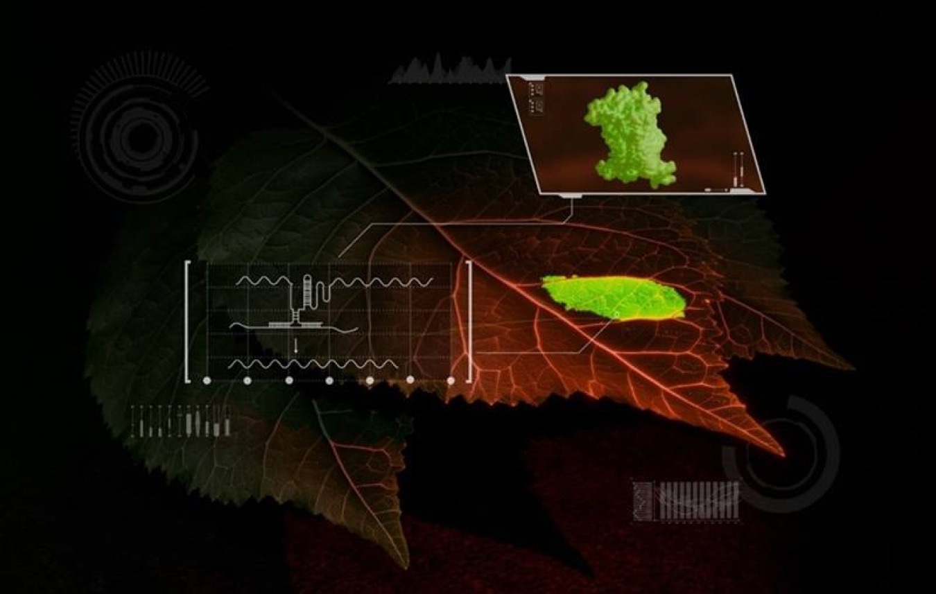 Scientists Develop Real-Time RNA Biosensor for Living Plants