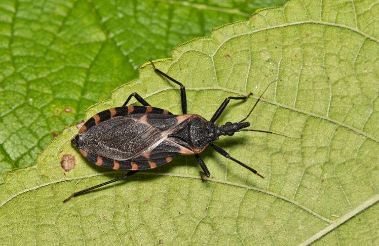 Is the 'kissing bug' disease in Tennessee? What to know amid fears ...