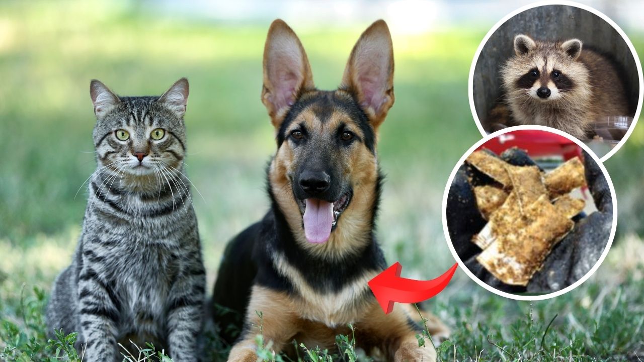 What To Do If You Find An Oral Rabies Vaccine Bait