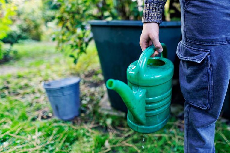 Add one piece of fruit to a watering can to make your plants grow stronger