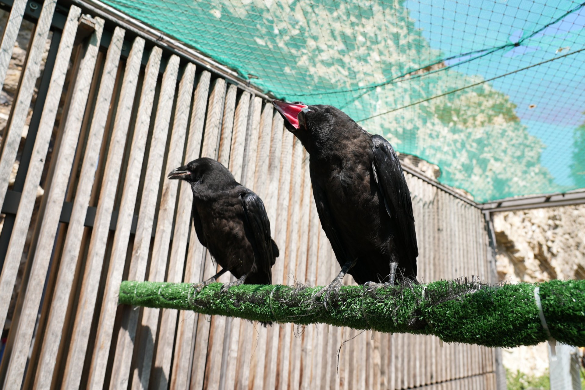 Two new raven chicks arrive at Tower of London 'to keep the kingdom safe'
