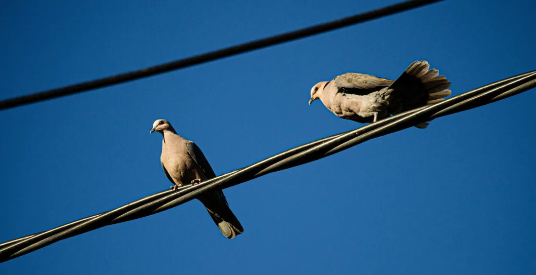 Birds Are Mysteriously Exploding In California And Locals Don't Know Why